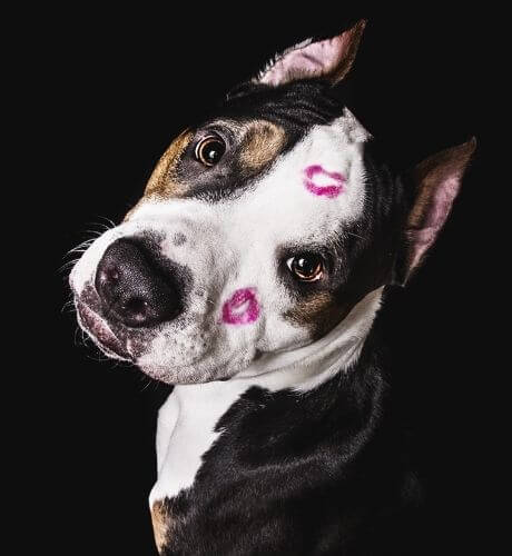 Holidog UK : Cat sitting, Dog sitting & Walking