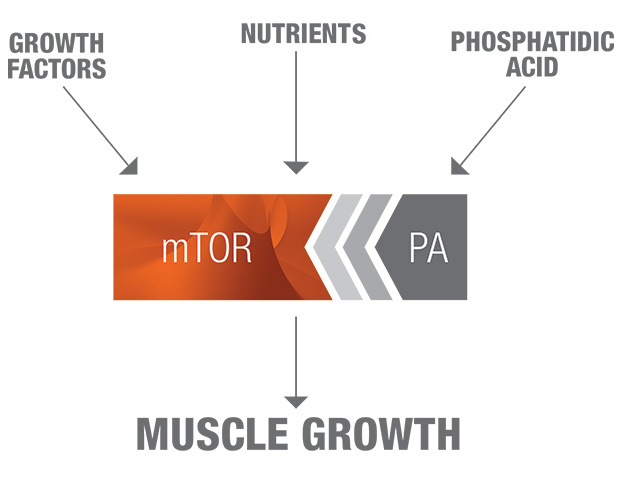 PA(7) Human Trials & Clinical Reports